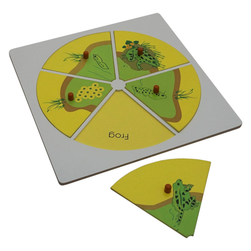 Evolution Life Story Of A Frog – Montessori Materials, Learning Toys ...