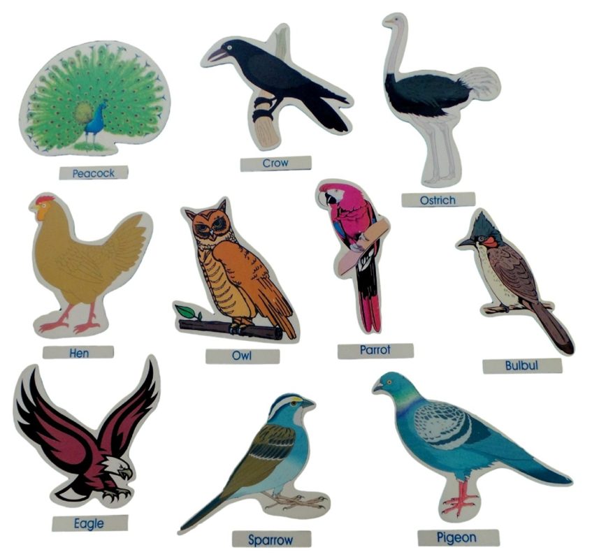 Birds Cut Outs Jumbo – Montessori Materials, Learning Toys and ...