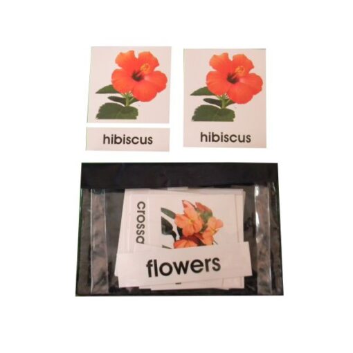 3 Part Nomenclature Cards: Flowers – Montessori Materials, Learning ...