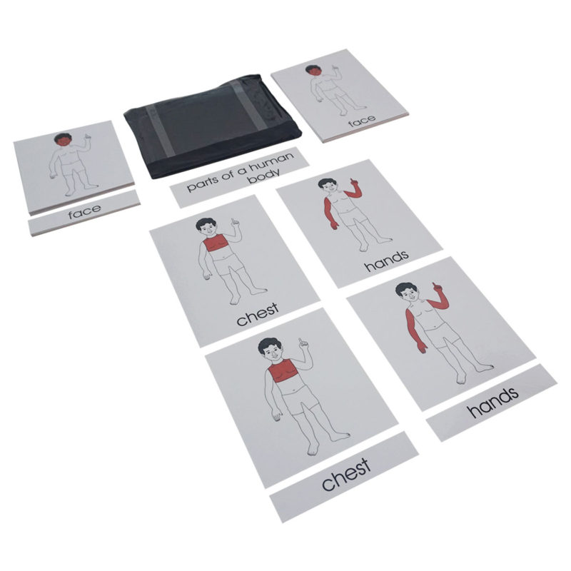 Terminology Card: Parts of Human – Montessori Materials, Learning Toys ...
