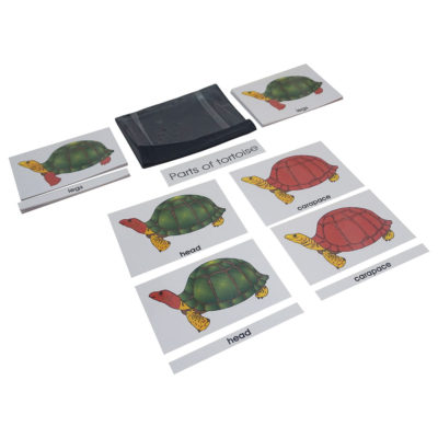Terminology Cards: Parts of Tortoise – Montessori Materials, Learning ...