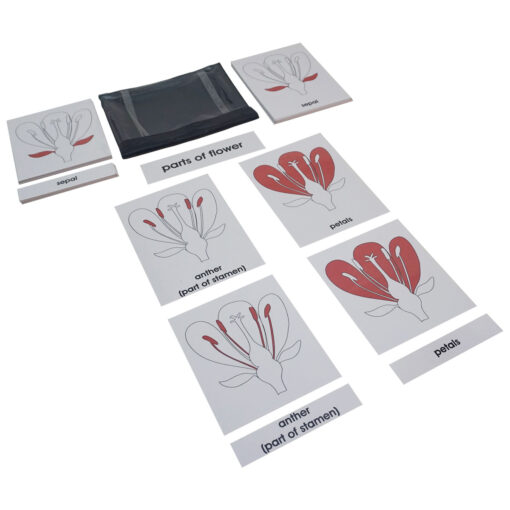 Terminology Cards: Parts Of A Flower – Montessori Materials, Learning ...